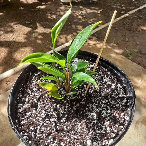 Golden Brush Dwarf Ginger - Burbidgea Schizocheila - Etsy