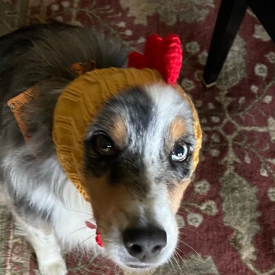 Rooster Chicken Dog Snood Knit Crochet Dog Hat Easter Dog Costume Ear ...