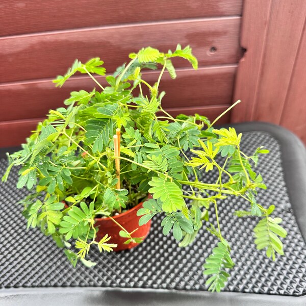 Sensitive Plant | Mimosa Pudica | Rare Plant | Tropical Plant | Live ...