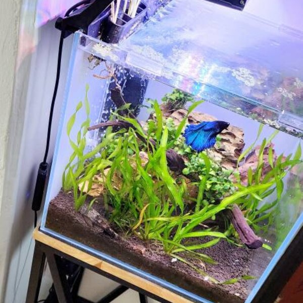 Poth-o-carry® Original: Aquarium Rim Pothos Holder - Etsy