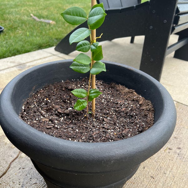 Yellow Star Cherry Tree - Live Cherry Plant - Cherry Fruit Tree ...
