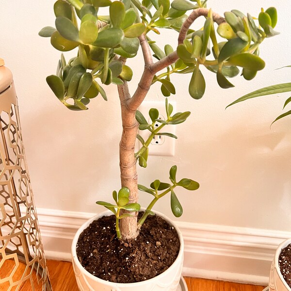 30 Crassula Ovata Large Jade Plant Tree Rooted Ready to Pot & Grow - Etsy