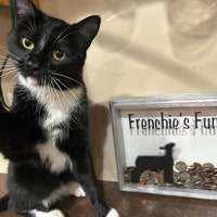 Show Rabbit Pen Sign, Custom Rabbit, Wood Livestock Show Sign With 3D ...