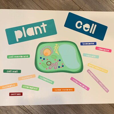 Plant Cell SVG and PDF Printable a Homeschool or Classroom Science ...