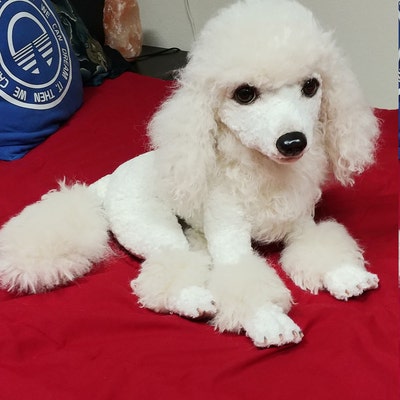 Realistic Cat Soft Sculpture, Pet Portrait by Photo, Stuffed Plush Pet ...