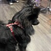Matching Harnesses by Swanky Pet - Etsy