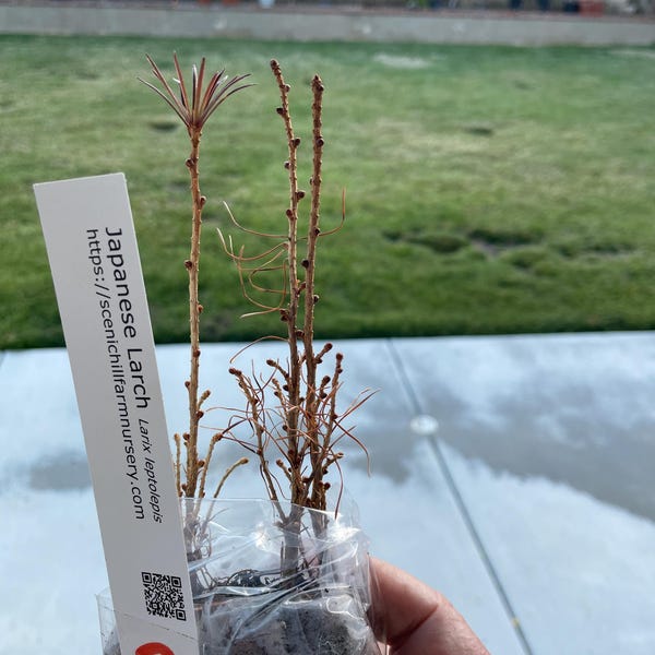 Potted Joan J Thornless Ever Bearing Red Raspberry Plants the Only ...