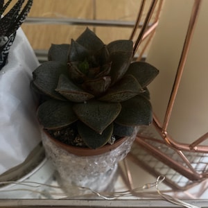 Small Succulent Plants Random Succulents 5cm Pots Open Terrarium Plants ...