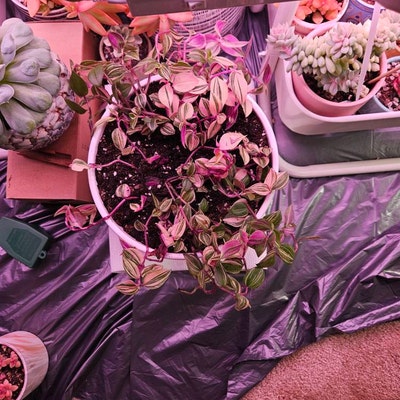 Micro Mini African Violet Teeny Bopper - Etsy