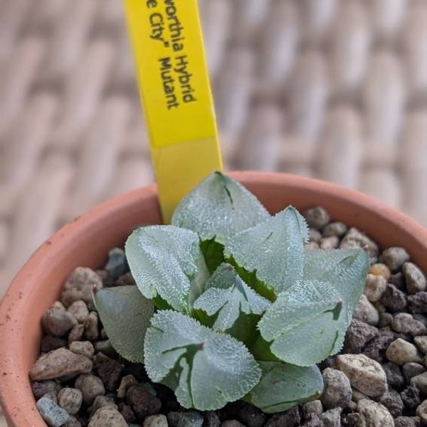 Haworthia Hanabi Variegated -live Plant-rare Succulent - Etsy