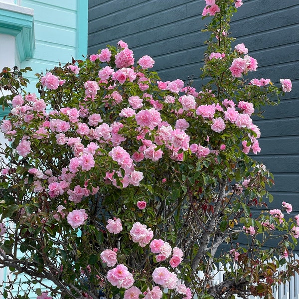 Microtech Ultratech Replacement Screws set of 6 - Etsy