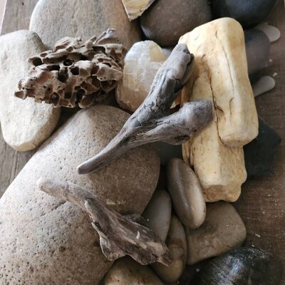 10 Barnacles Planter Without Plants Shell Natural Coral Sea - Etsy