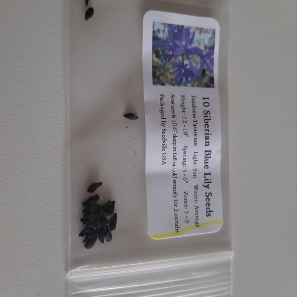 10 BLUE SIBERIAN LILY Mountain Ixia Altai Ixiolirion Tataricum Flower ...