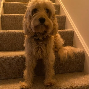 Cavapoo Cushion Dog Cushion Dog Related Gift Reserved - Etsy UK