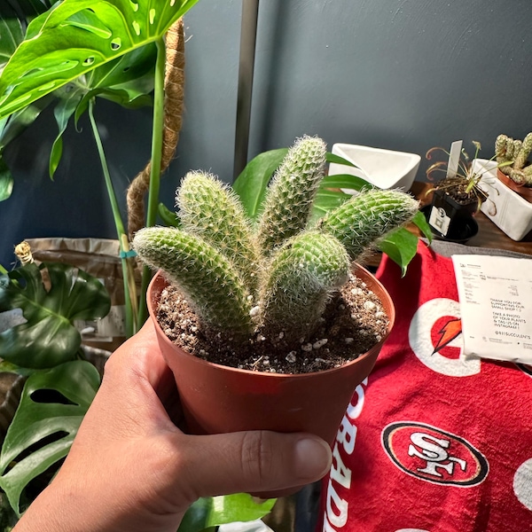 Monkey Tail Cactus 4" Inch Pot - 5x Tails - Hildewintera Colademononis ...