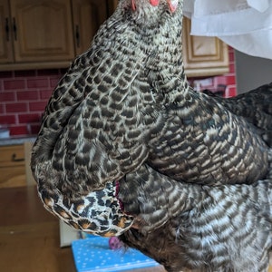 Chicken Bra, Crop Support, Pendulous Crop Support, Crop Bra, Hen Bra ...