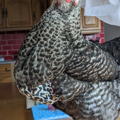 Chicken Bra, Crop Support, Pendulous Crop Support, Crop Bra, Hen Bra ...