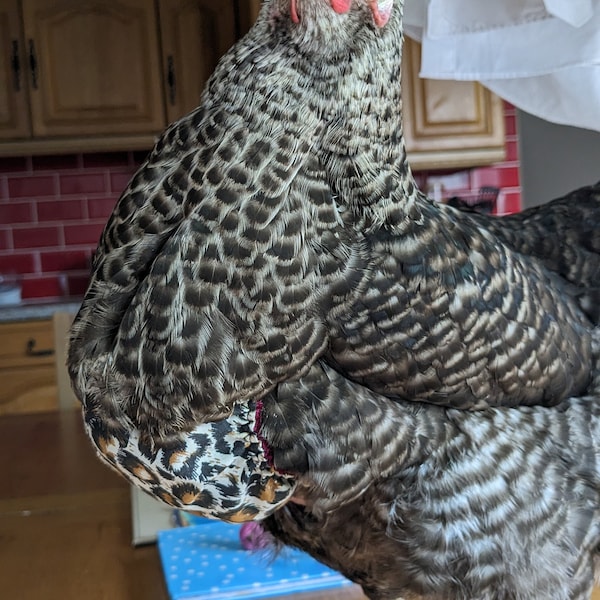 Chicken Bra, Crop Support, Pendulous Crop Support, Crop Bra, Hen Bra ...