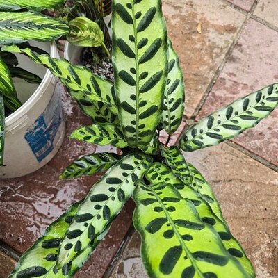 Mixed Alpine Plants Vibrant Garden Perennial Large Flowering Rockery ...