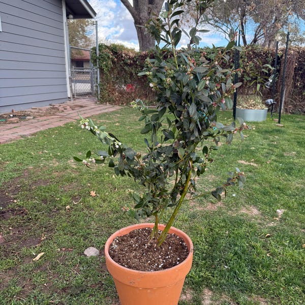 Tall Grafted 'giant Fuyu' Persimmon Tree - Fast Fruit Bearing - Rare ...