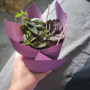 RS Ariel African Violet Live Plant, Young Starter in a 4 Pot Plant ...