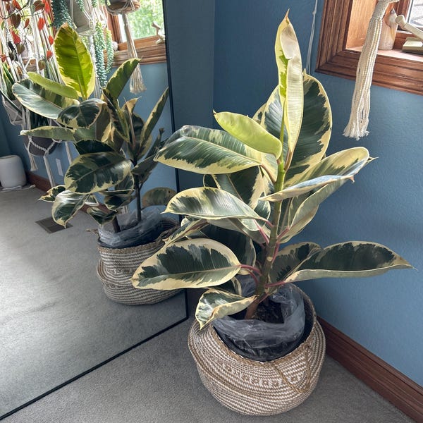 Ficus Banyan Tree Form Single Stem, Ficus Benghalensisis, Best Indoor ...