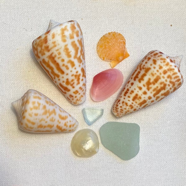 50 Beautiful Calico Scallop Shells - Etsy