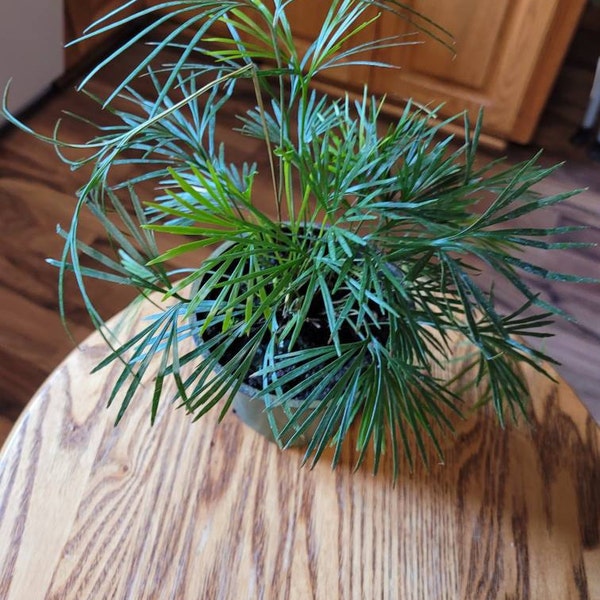 Fern Plant, Eyelash Fern Plant Young Starter Plant in a 4" Pot, Rare ...