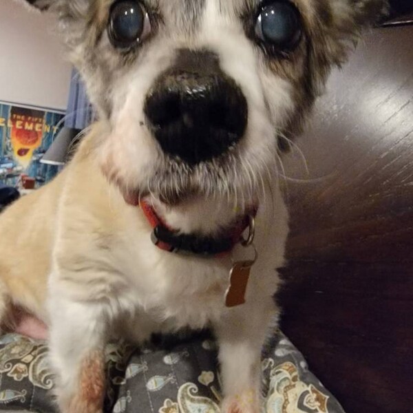 Modified Hoxsey With or Without Boneset - Etsy