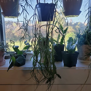 Cardinal Basil Ocimum Basilicum Organic GMO Free 75 Seeds | Etsy