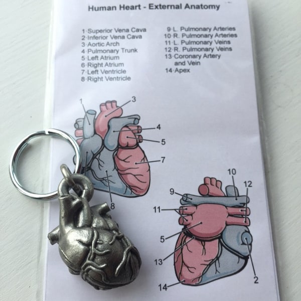 Human Heart Anatomy Keychain - Cardiology Locket - Etsy