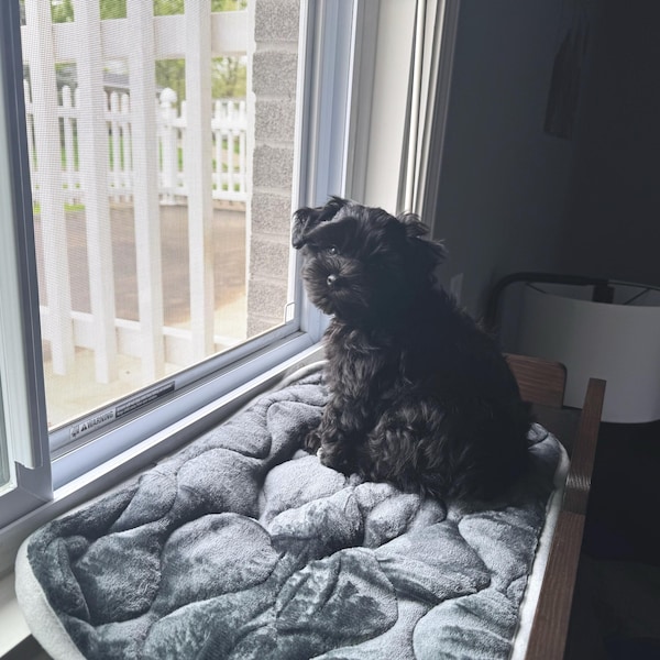 Dog Window Perch Wooden Dog Furniture Windowsill Natural Shelves - Etsy