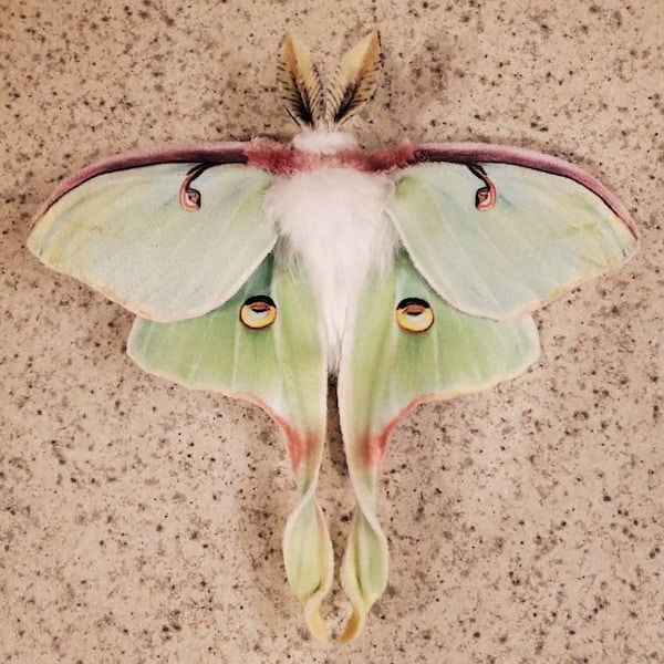 Handmade Realistic Green Luna Moth Hair Clip Accessory or Brooch ...