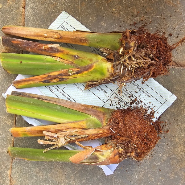 1 Bulb of PROIPHYS AMBOINENSIS, Amarilis Plant + FREE Phytosanitary ...