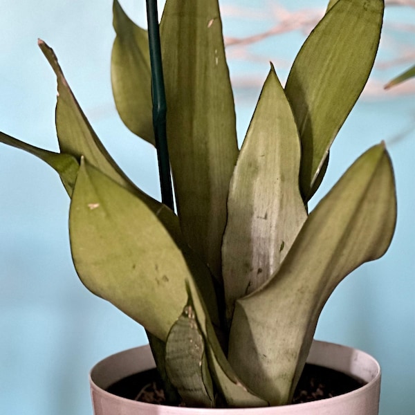 LIVE 6” Pot Ivy Plant, Hedera Helix, Plant Gift for Home, Dad Christmas ...