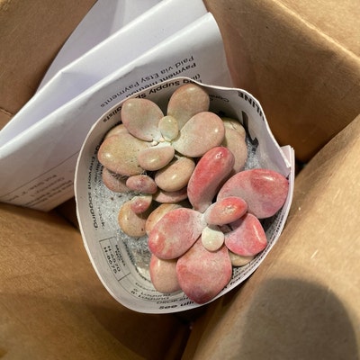 Rare Pink Moonstone Succulents, Pink Pebble Rosette Plants, Pachyphytum ...