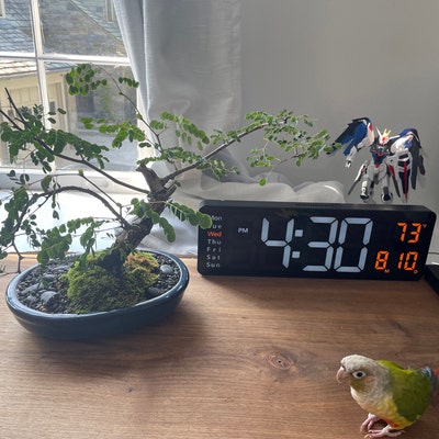 Purple Trumpet Bonsai Tree inner Feeling Collection From Cute Little ...