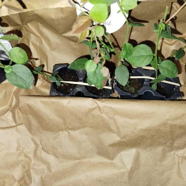 Blueberry Plant. Set of 4 Starter Plants. - Etsy