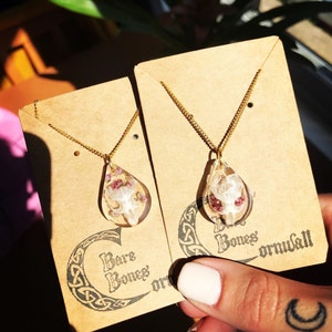 Real Mole Bone Displays. Bone Display. Mounted Mole Bones. | Etsy UK