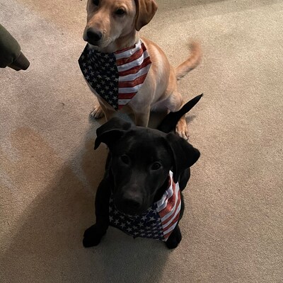 American Flag Dog Bandana, Slides Over the Collar, Cat Bandana, Dog ...