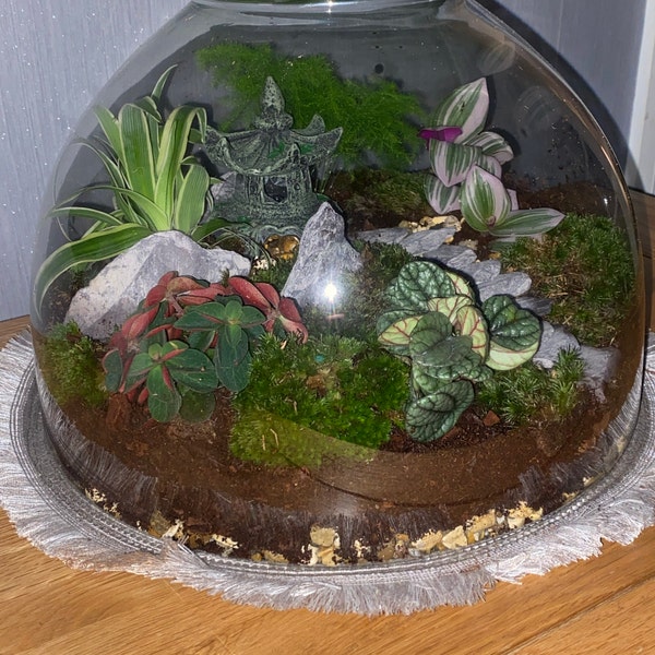 Large Glass Domed Terrarium With Living House Plants, Moss, Cork Lid ...