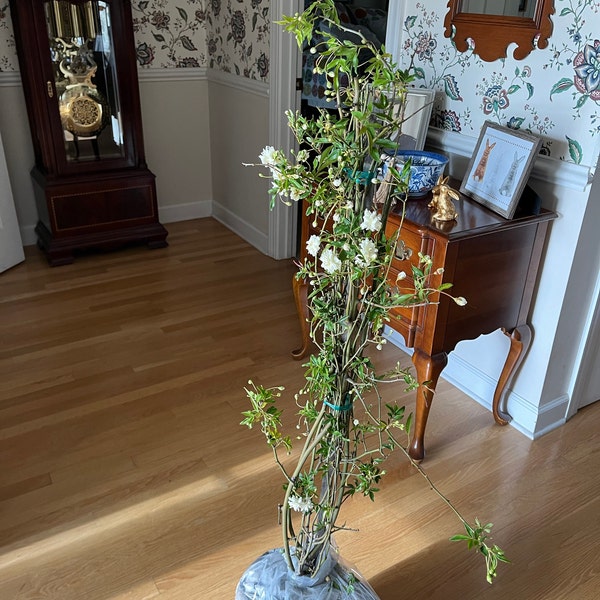 White Lady Banks Climbing Rose - 3 to 4 Feet Tall - Ship in 3gal Pot - Etsy
