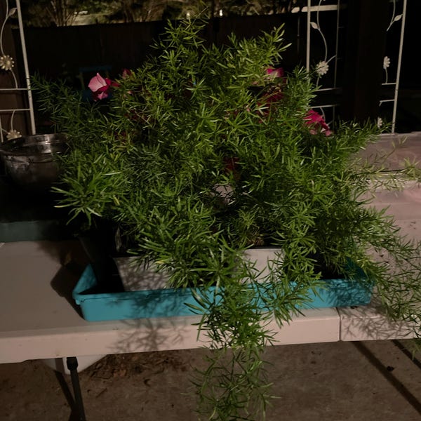 Asparagus Fern Live Plant | Foxtail Fern, Emerald Fern | Airy ...