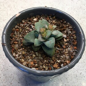 Crassula Morgans Beauty Succulents Plant 2inch - Etsy
