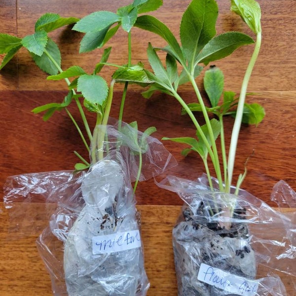 True Love Lenten Rose Rare Flowering Perennial Live Plant Lenten Rose ...