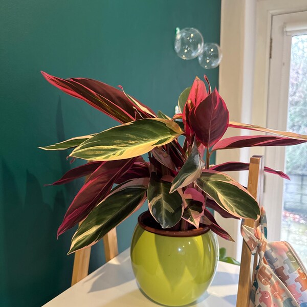 Mixed Alpine Plants - Vibrant Garden Perennial Large Flowering Rockery ...