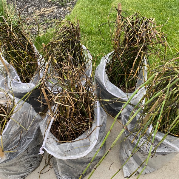 Horsetail Reed, Equisetum Hyemale, Horsetail Reed Grass, Horsetail Reed ...