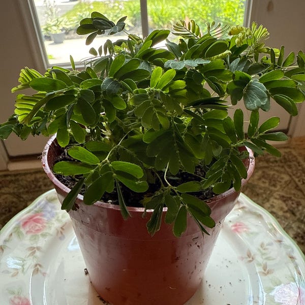 Sensitive Plant | Mimosa Pudica | Rare Plant | Tropical Plant | Live ...