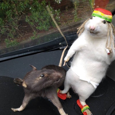 Taxidermy Rat Rasta Taxidermy Anthropomorphic Rat Curiosity Oditties - Etsy