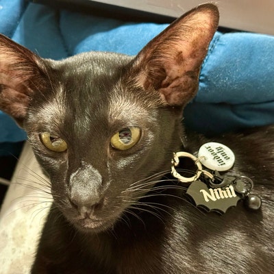 Custom Bat Pet ID, Personalized Spooky Pet Tag, Gothic Bat Acrylic Pet ...